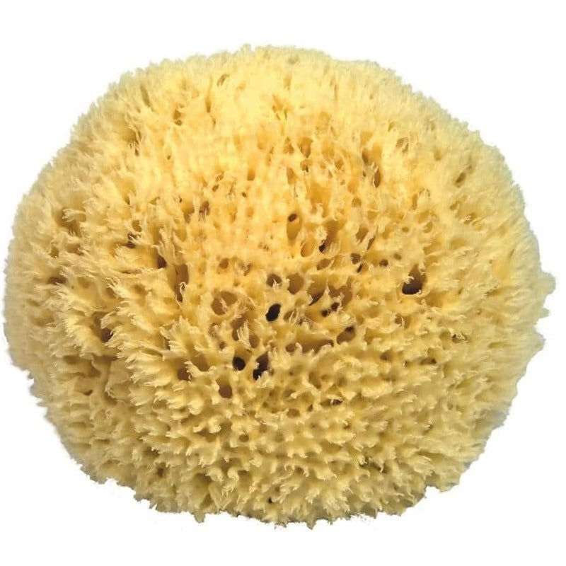 Spugne Naturali – TENET